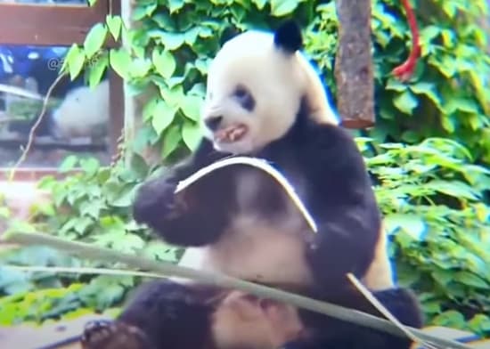Oso panda se hace viral por enseñar los dientes e imitar a su cuidador ...