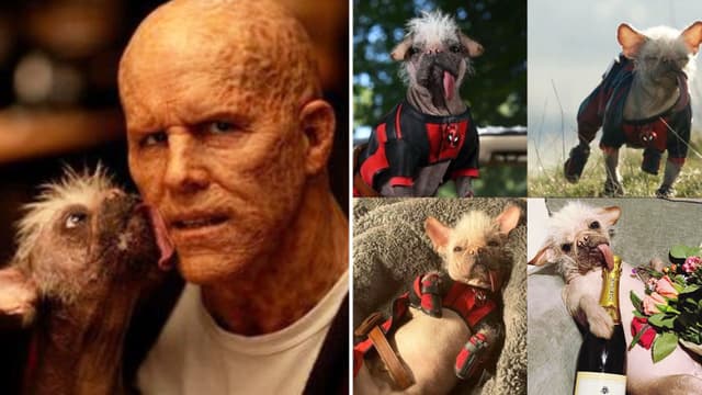 'Deadpool & Wolverine': Dogpool era 'el perro más feo del mundo', pero ...