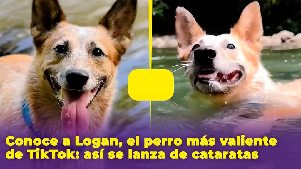 Él es Logan, el perro más famoso y valiente de TikTok: tiene misiones ...