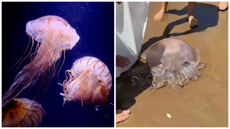 Extraña medusa "alienígena" aparece en playa de España y desoncierta a ...