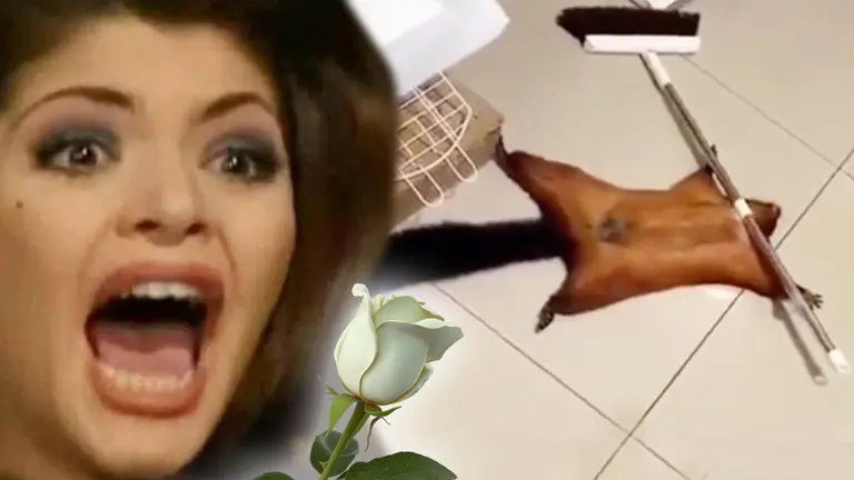 La ‘Ardilla dramática’ sí existe y actúa mejor que en 'La Rosa de ...