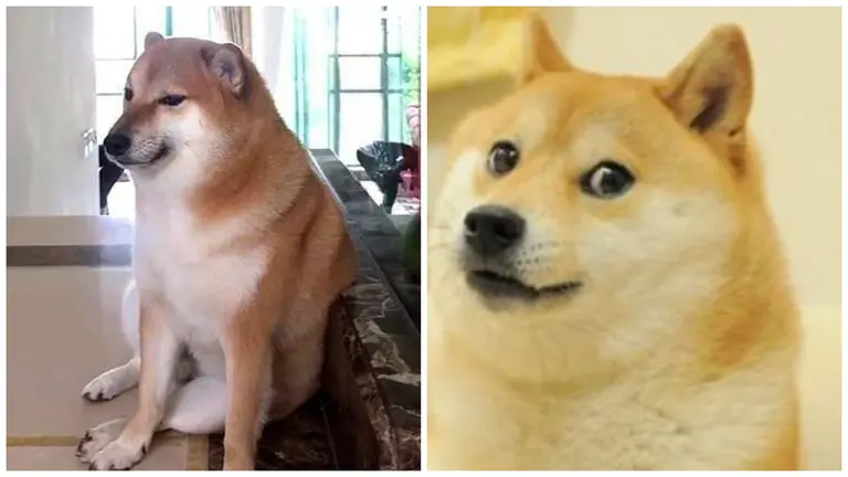 Muere Cheems, el tierno perrito de los memes más virales de Internet ...