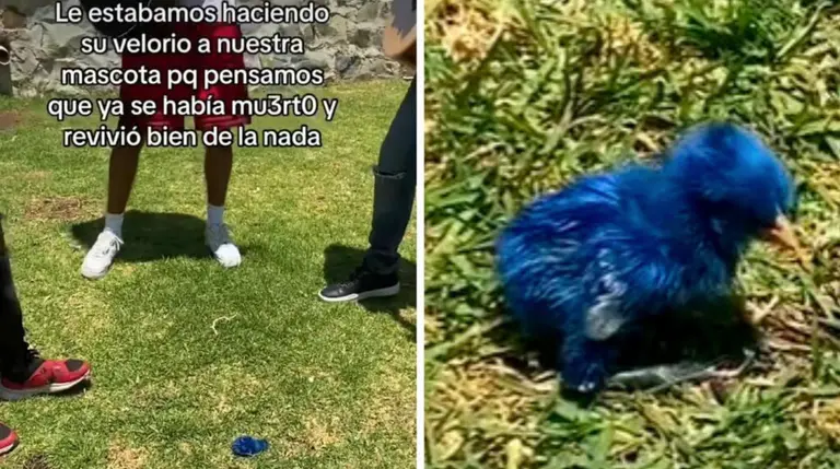 Pollito se levanta en medio de su funeral: dueños pensaron que estaba ...