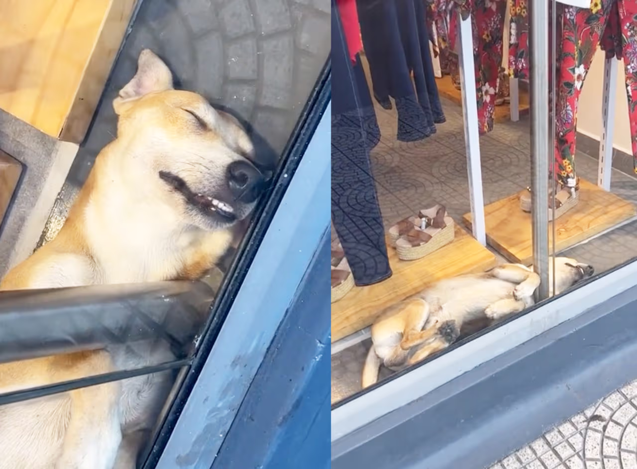 Tienda de ropa permite que perrito de la calle duerma en sus aparadores ...