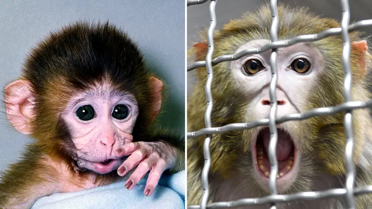 Científicos clonan al primer mono Rhesus que sobrevive dos años: así se ...