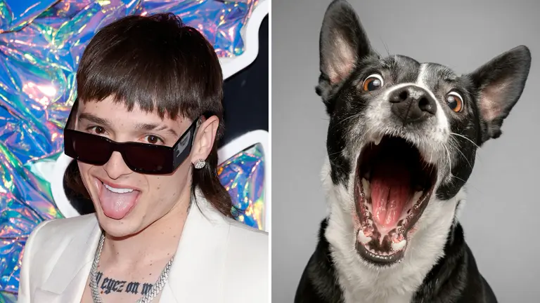 Dueños piden el corte de cabello Peso Pluma para su perro y la estética ...