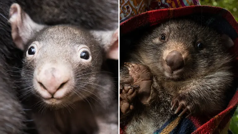 El wombat es el único animal que hace popó cuadrada: la ciencia explica ...