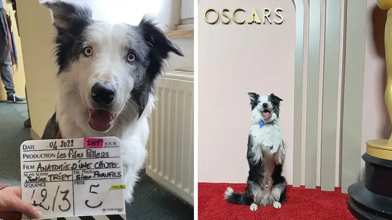 Este adorable perro ganó un premio por su actuación y ahora asistirá a ...