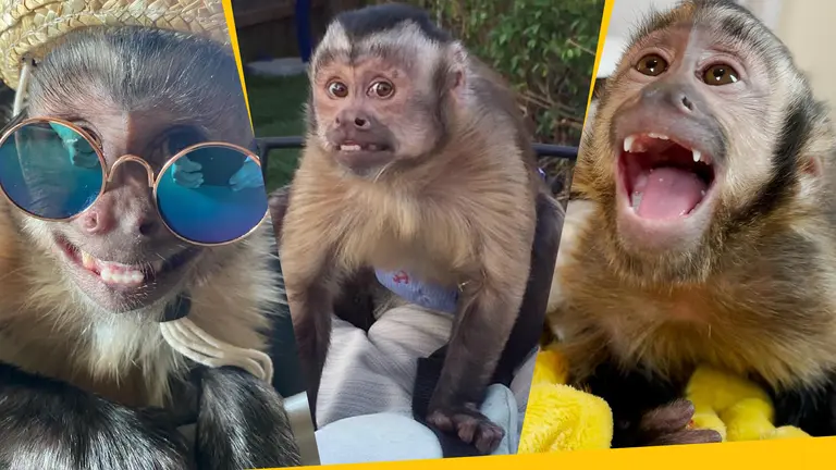 George, el monito de los memes, tuvo un triste final a causa de una ...