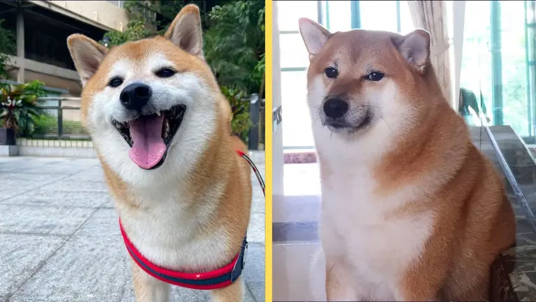 Hasta siempre, Cheems, fuiste más que un meme: cuando conozcas su ...