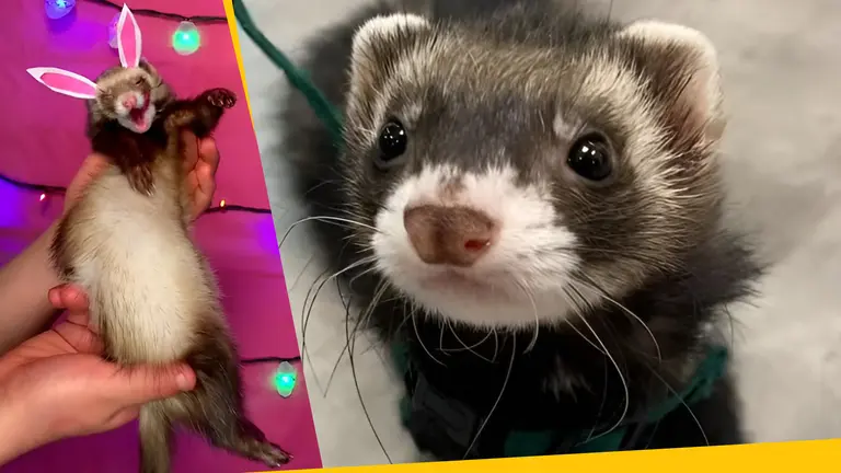 Henry el hurón no es una simple mascota, es un asistente personal y ...