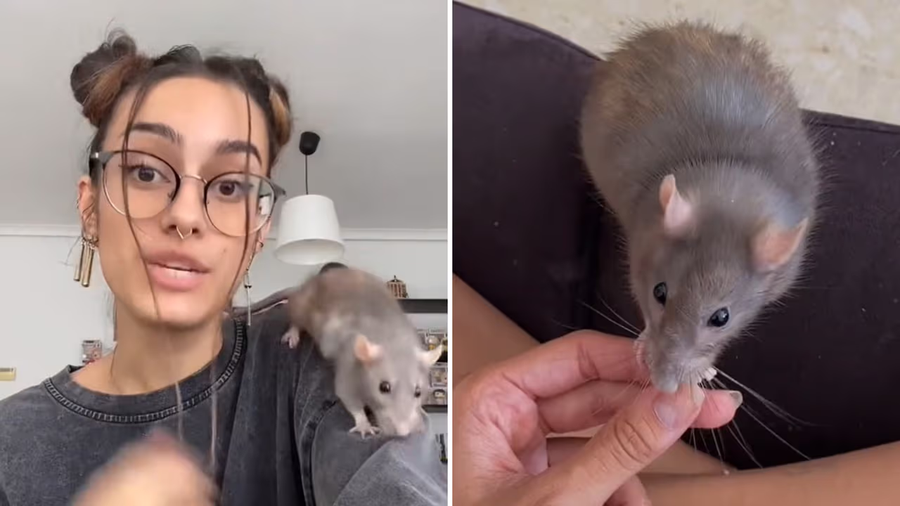 Joven adopta a una rata de la basura como mascota y su historia se ...