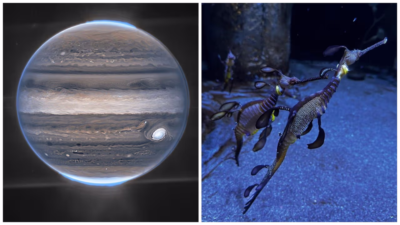 NASA revela que una luna de Júpiter podría albergar vida en sus océanos ...