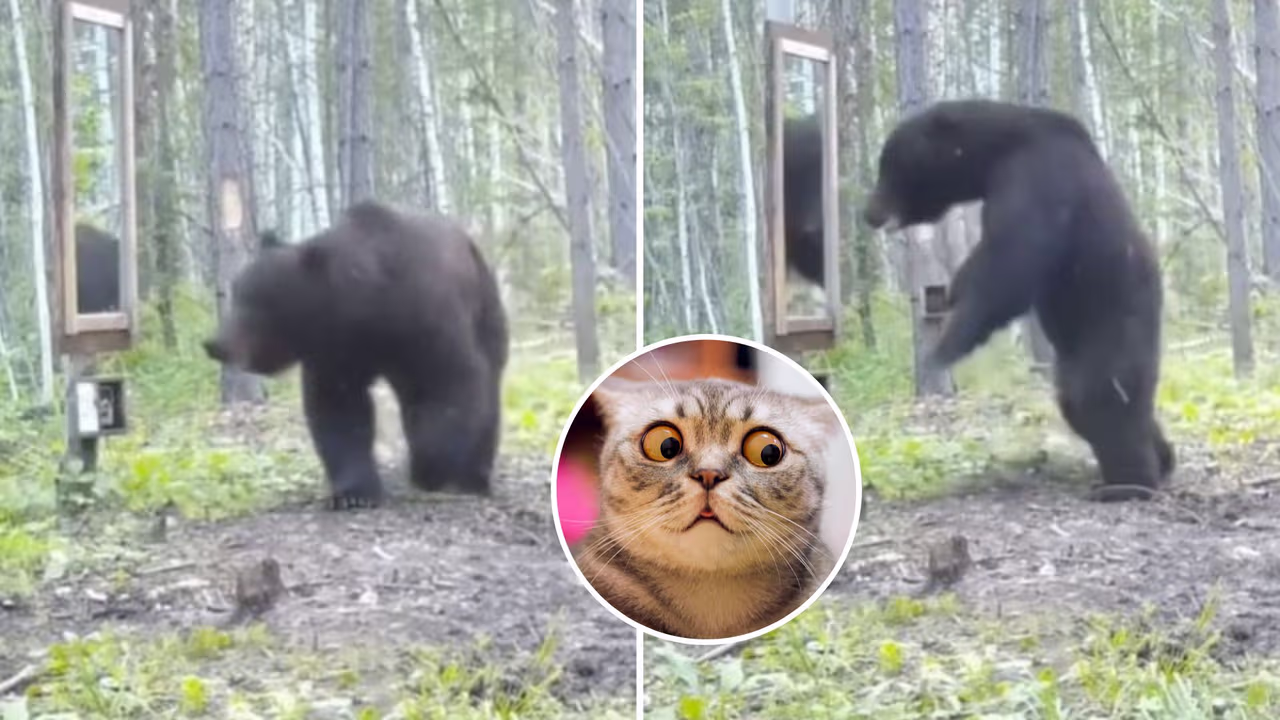 Oso se ve por primera vez en un espejo y su inesperada reacción es ...