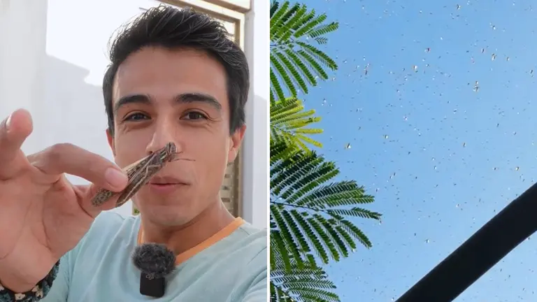 Supuesta plaga de langostas voladoras (insectos) aparece en el cielo de ...