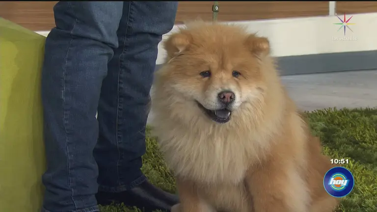 El mejor influencer de perros | Shows Hoy | Las Estrellas