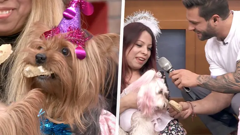 ¡Con pasteles y galletas! Así celebramos el Día Mundial del Perro ...