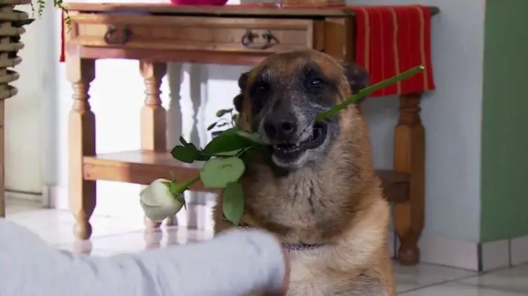 La Rosa de Guadalupe Un ángel | Shows La Rosa de Guadalupe | Las Estrellas