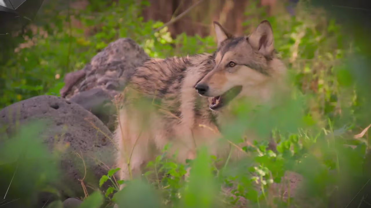 Este viernes: ¡Luciano se enfrentará con lobos! | Shows Vivir de Amor ...